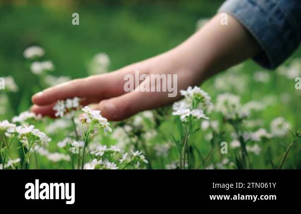 Hand little girl touching flower Stock Videos & Footage - HD and 4K ...