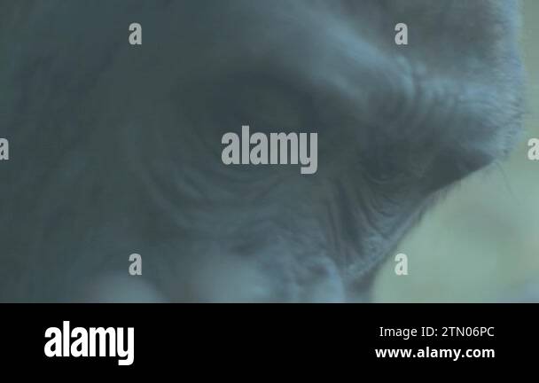 Silverback gorilla eyes Stock Videos & Footage - HD and 4K Video Clips ...