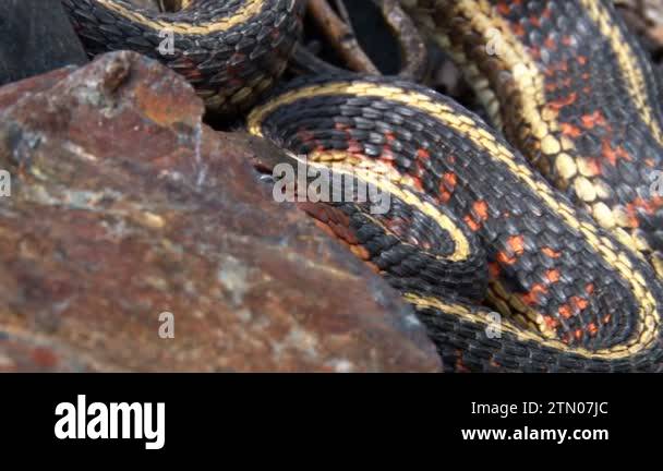 Snake coils Stock Videos & Footage - HD and 4K Video Clips - Alamy