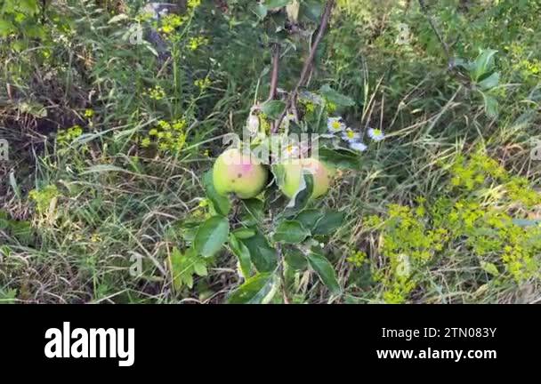 The camera pans around the apples hanging from the green branches. Ripe ...
