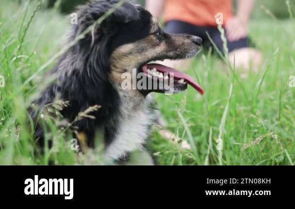 Cute small dog and his owner playing together outdoors in park. Furry ...