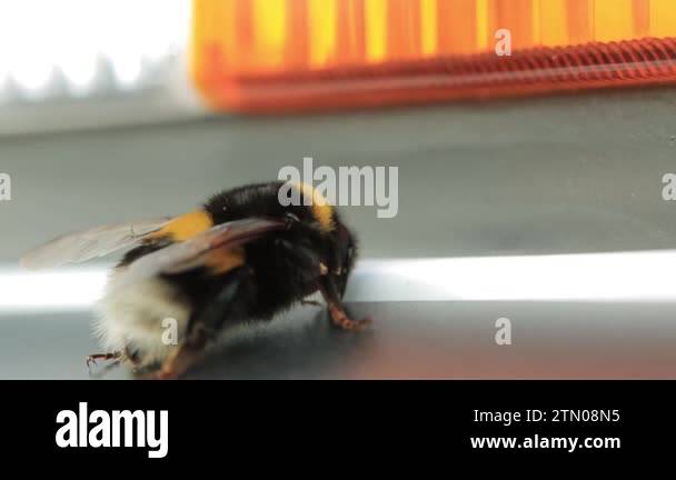 Macro view of bumblebee. White-Tailed Bumblebee Bombus lucorum . A big ...