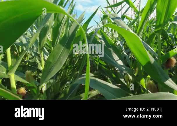 POV walk through inspection of soil ground and health of roots with ...