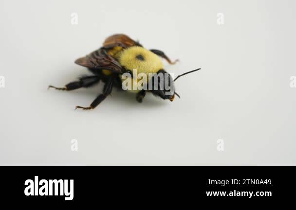 Macro view of Bumblebee insect dying from sudden cold weather and frost ...