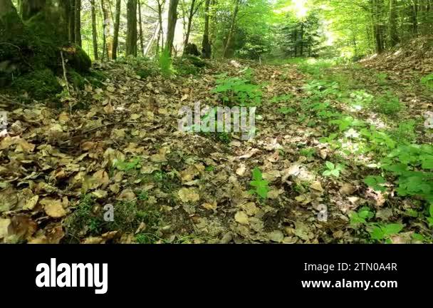 deciduous forest with forest edge and lush green and sunshine through ...
