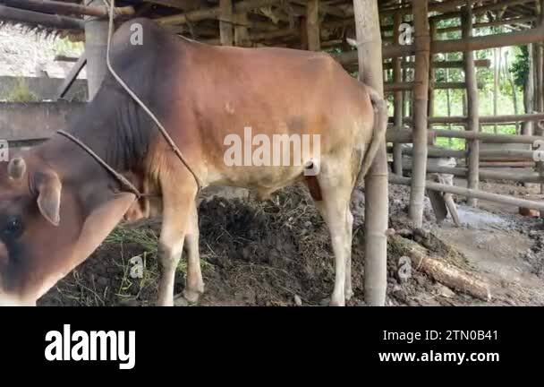 Cattle bos taurus cows Stock Videos & Footage - HD and 4K Video Clips ...