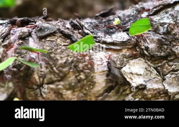 Tree cutter ants Stock Videos & Footage - HD and 4K Video Clips - Alamy