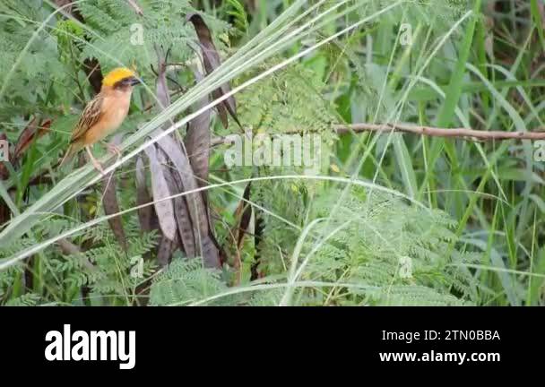 Baya WeaverA small bird with beautiful feathers and bright colors. The weaver is a symbol of ...