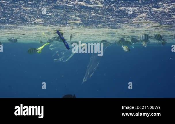 Shoal of tropical fish feeds on surface of polluted water in fat layer ...