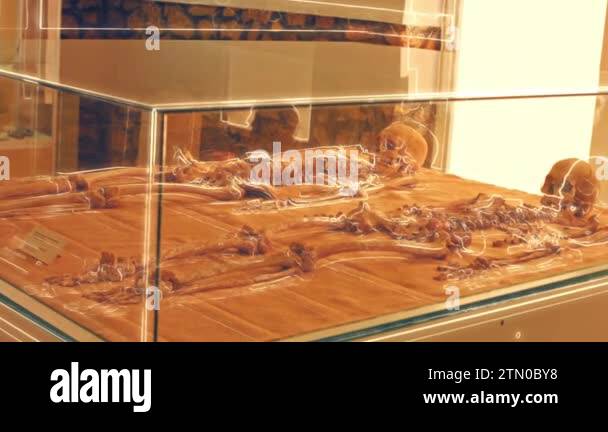 Human skull in a showcase. Ancient horror shop. Scary museum bones ...