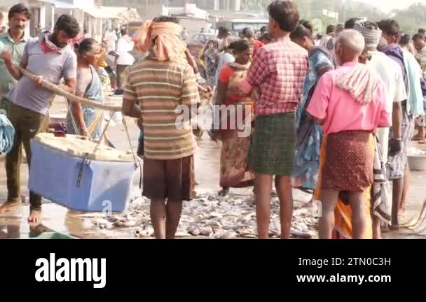 Men carrying cooler hanged over a stick and a woman packing fishes ...