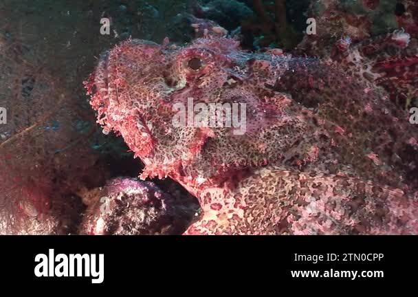 Dangerous poisonous stone fish in coral of underwater landscape in Red ...