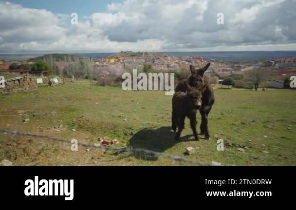 Donkey fun Stock Videos & Footage - HD and 4K Video Clips - Alamy
