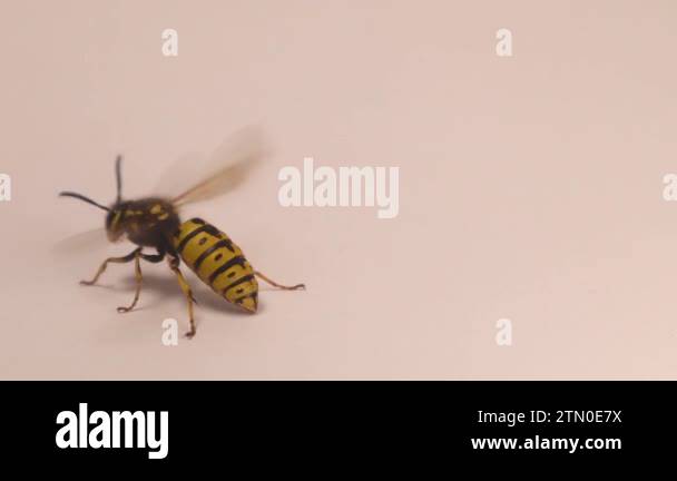 Yellow wasp queen isolated on a white background. European wasp warms ...