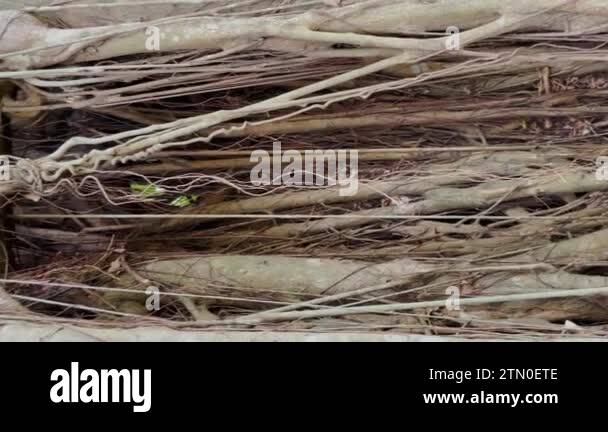 CLOSE UP: Majestic aerial root system of banyan tree in Panamanian ...