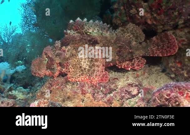Dangerous poisonous stone fish in coral underwater in Red sea Stock ...