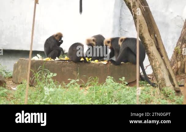 Monkey pen Stock Videos & Footage - HD and 4K Video Clips - Alamy