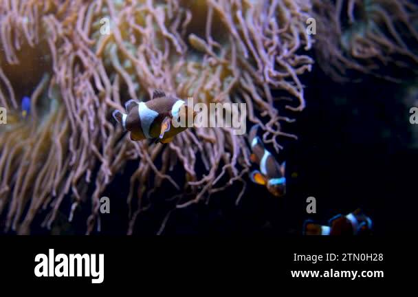 fish swimming on bottom with algae beautiful background soothing music ...