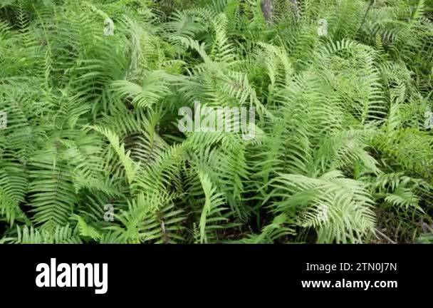 Fern plants in conifer forest Stock Videos & Footage - HD and 4K Video ...