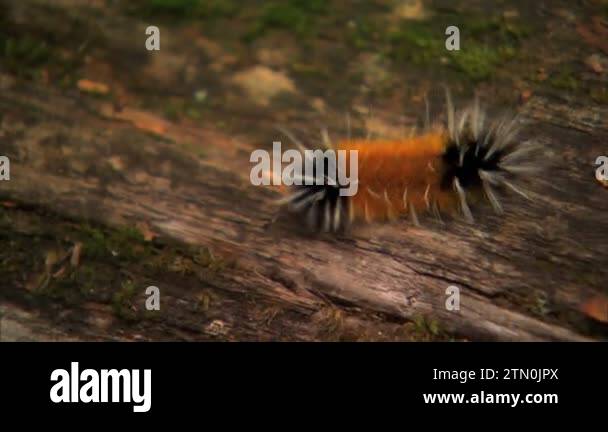 Moving caterpillar Stock Videos & Footage - HD and 4K Video Clips - Alamy