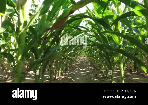 POV walk through inspection of soil ground and health of roots with ...