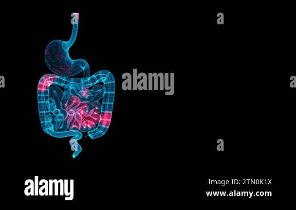 3D Gastrointestinal tract Scan. Organ Scanning Interface. HUD stomach ...