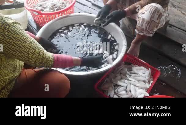 Ink sac Stock Videos & Footage - HD and 4K Video Clips - Alamy