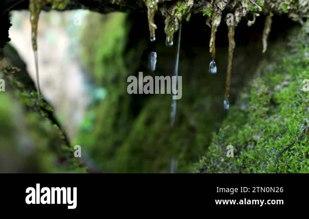 Drop by drop gushing from a small hole in a natural spring, concept of ...