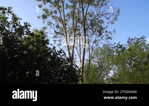 Japanese oak tree Stock Videos & Footage - HD and 4K Video Clips - Alamy