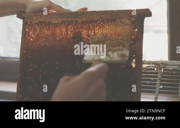 Honey production. Working in apiary. Honeycomb from hive. Harvest time ...