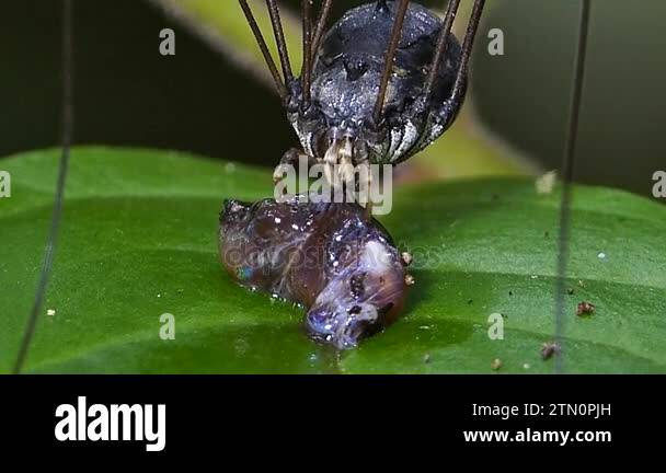 Larva of insects Stock Videos & Footage - HD and 4K Video Clips - Alamy