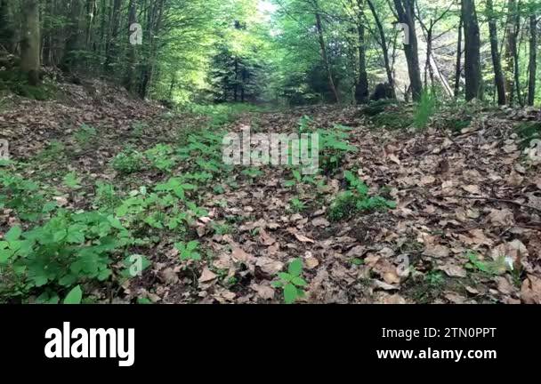 deciduous forest with forest edge and lush green and sunshine through ...