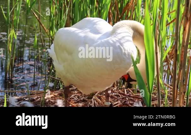 Graceful white swan breeding in nest with eggs as white cygnus at lake ...