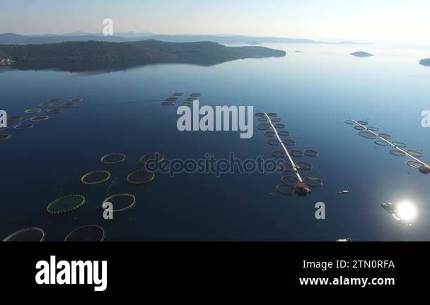 Dalmatian fish Stock Videos & Footage - HD and 4K Video Clips - Alamy