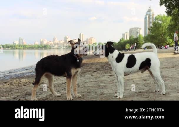 Two dogs meeting in a park, sniffing each other with noses Stock Video ...