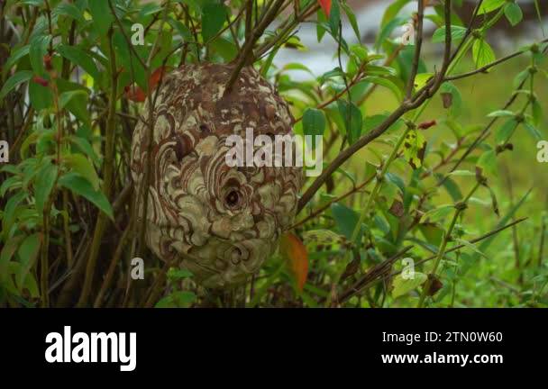 Wasps are extremely poisonous.The wasp builds a nest at the base of a ...