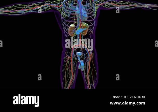 male reproductive system with kidney organ anatomy for medical concept ...
