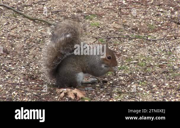 Wood scavenging Stock Videos & Footage - HD and 4K Video Clips - Alamy