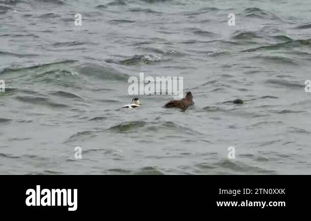 Eider ducks on coast Stock Videos & Footage - HD and 4K Video Clips - Alamy