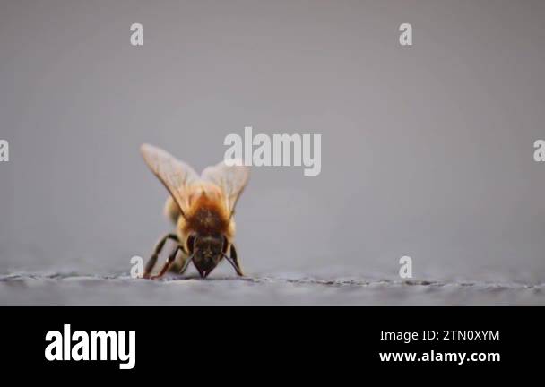 Single bee on ground grooming wings and legs before collecting pollen ...