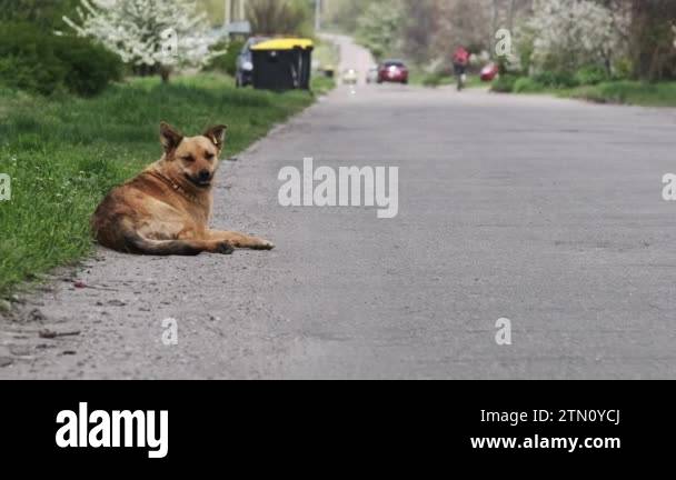 A homeless dog lies by the asphalt road. Alone sad red stray dog ...