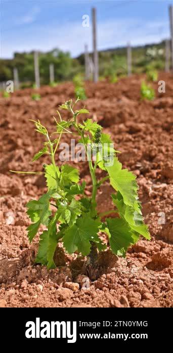 Young sprouts on the new Cannonau grape seedlings. Close-up of the ...