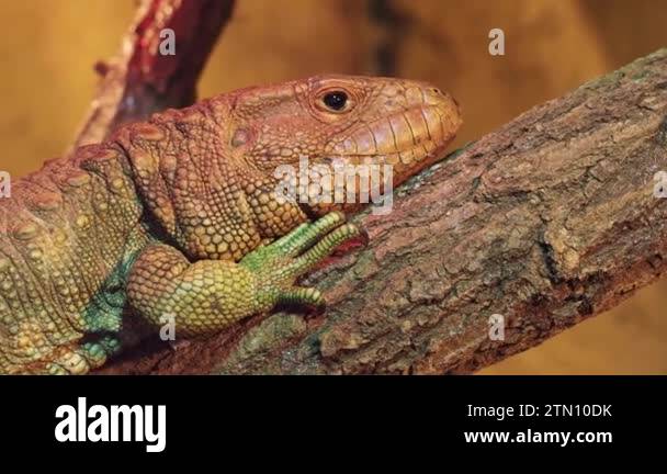 Brazil caiman rainforest Stock Videos & Footage - HD and 4K Video Clips ...