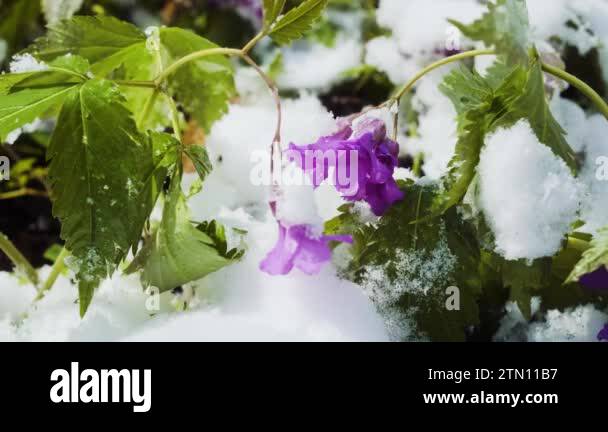 Nuttall's Toothwort, Oak Toothwort or Slender Toothwort plant under the ...