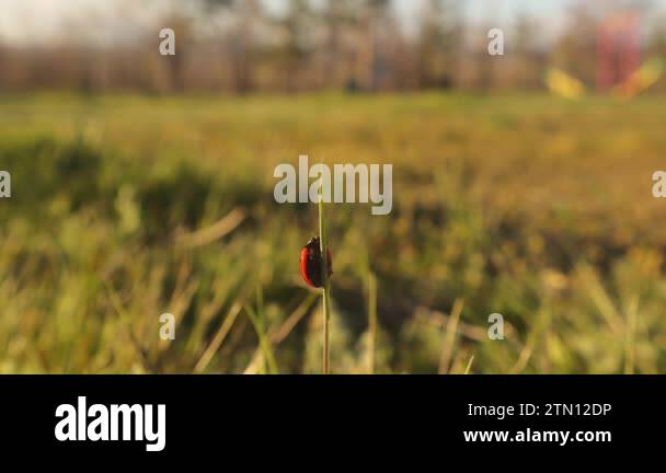 ladybug ascending to the top of the leaf and then flying off. Bright ...
