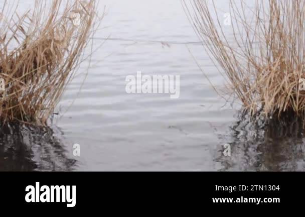 Phragmites australis water reed Stock Videos & Footage - HD and 4K ...