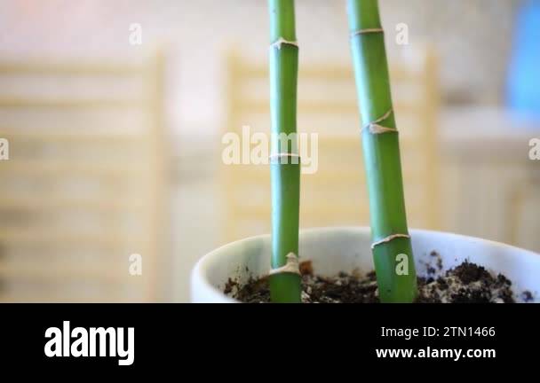 Two small flower stems Stock Videos & Footage - HD and 4K Video Clips ...