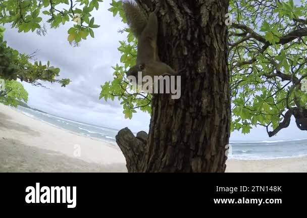 Indonesia island beach tree Stock Videos & Footage - HD and 4K Video ...