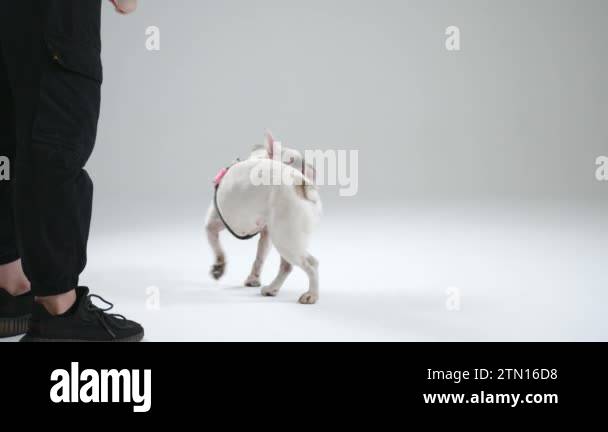 French bulldog performs the spin command. Stimulation due to foods. The ...