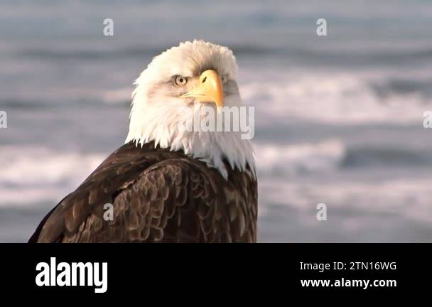 Bald sea eagle Stock Videos & Footage - HD and 4K Video Clips - Alamy